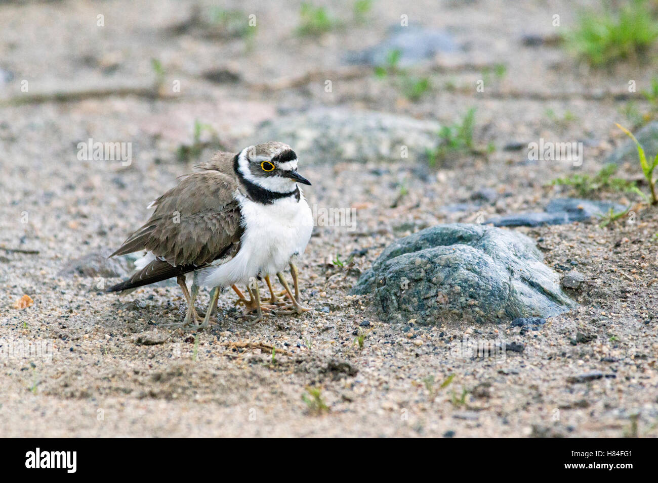 Little Ringed Plover (Charadrius dubius) sheltering chicks hidden under ...