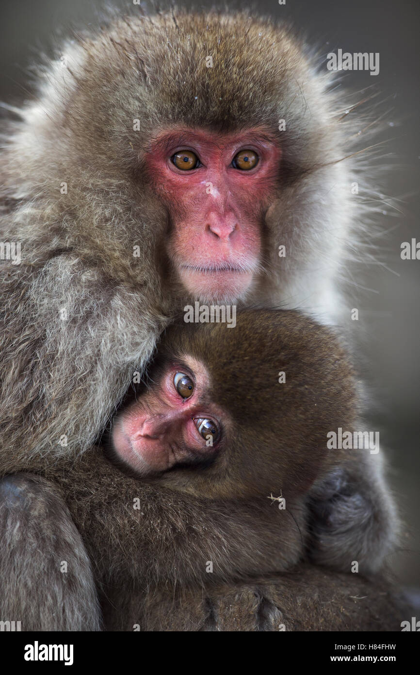 Japanese Macaque (Macaca fuscata) female cuddling her baby, Jigokudani ...
