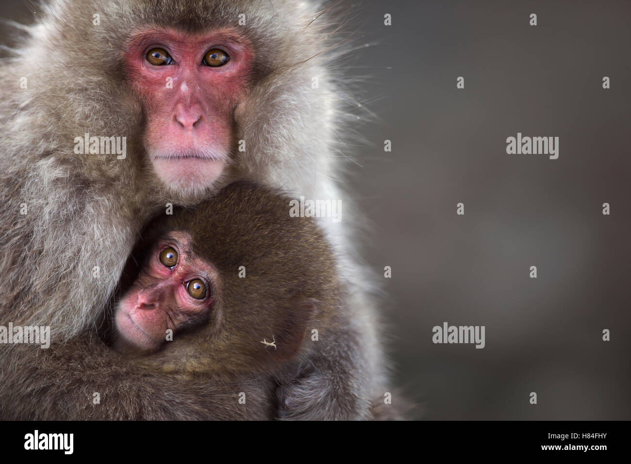 Japanese Macaque (Macaca fuscata) female cuddling her baby, Jigokudani ...