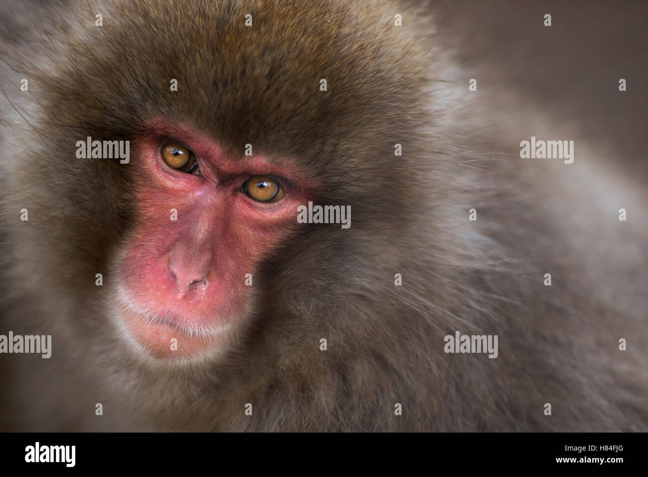 Japanese Macaque (Macaca fuscata), Jigokudani Monkey Park, Japan Stock ...