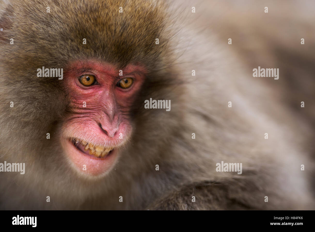 Japanese Macaque (Macaca fuscata) baring teeth in stressful situation ...