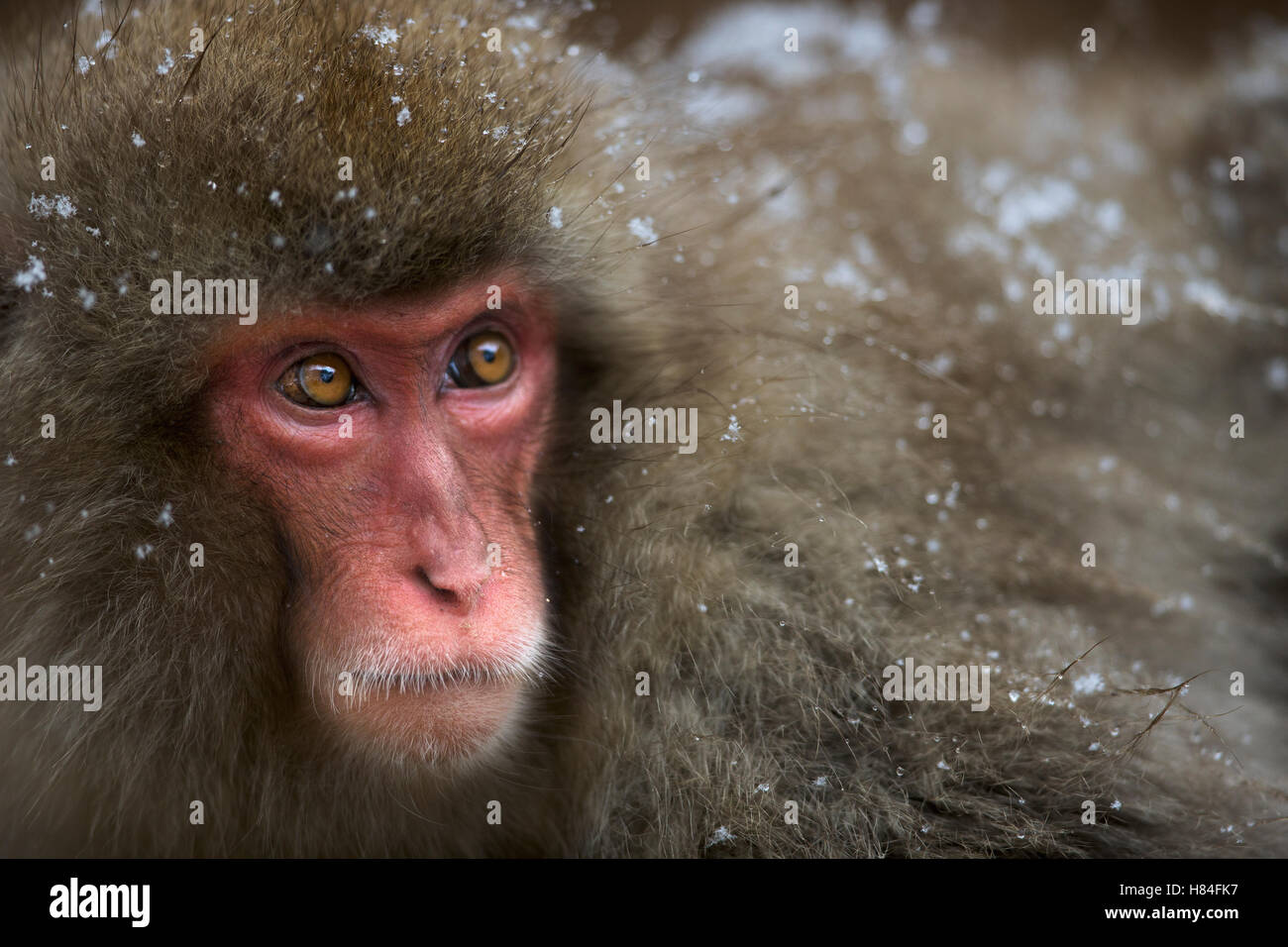 Japanese Macaque (Macaca fuscata), Jigokudani Monkey Park, Japan Stock ...