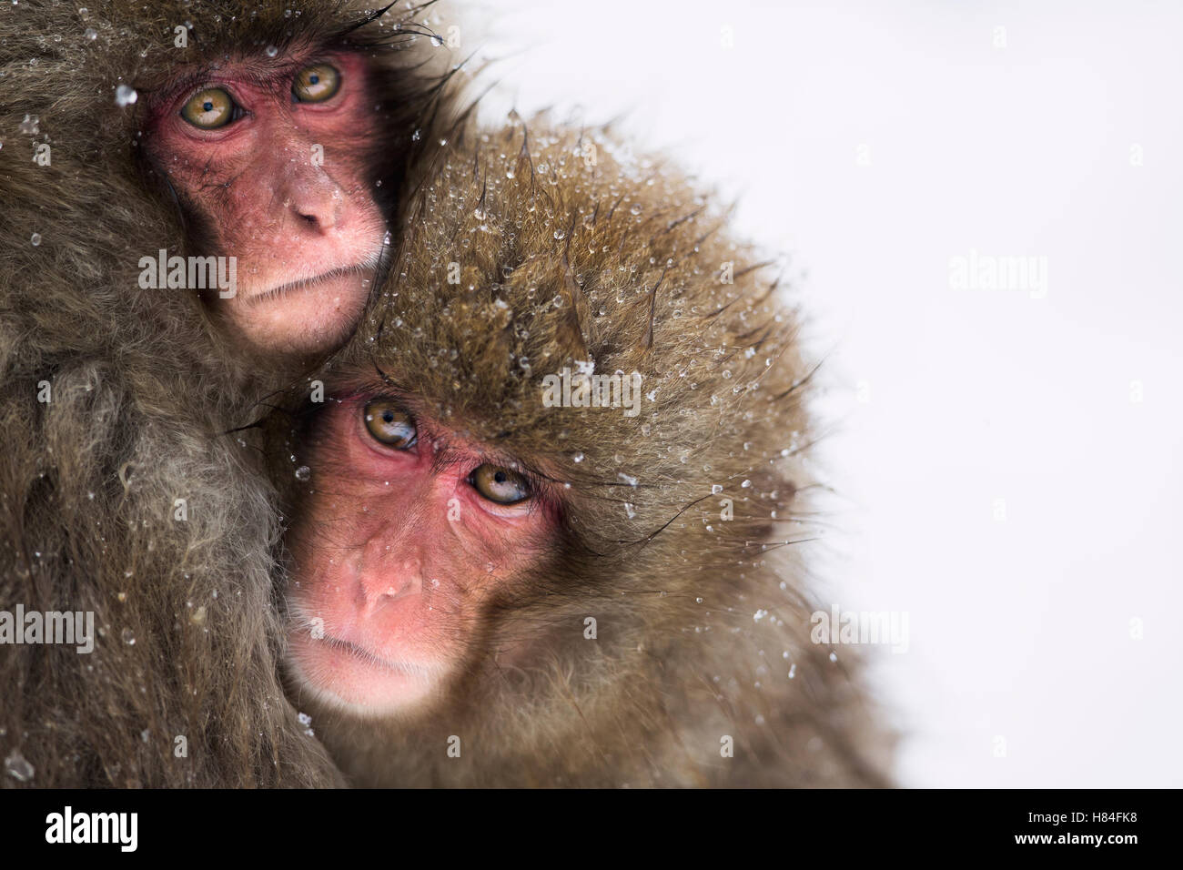 Japanese Macaque (Macaca fuscata) juveniles huddling together for ...
