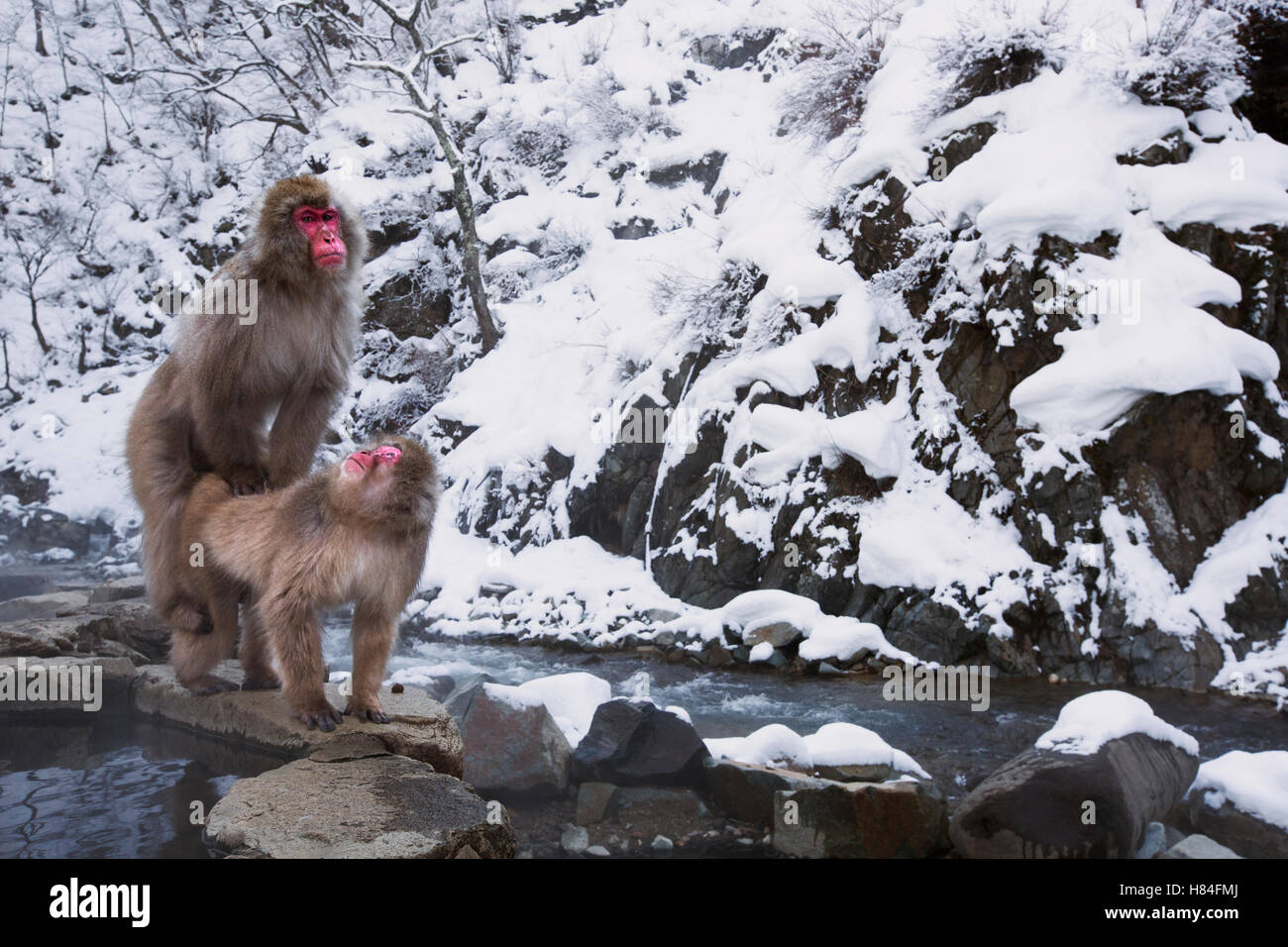 Japanese Macaque (Macaca fuscata) pair mating, Jigokudani Monkey Park ...