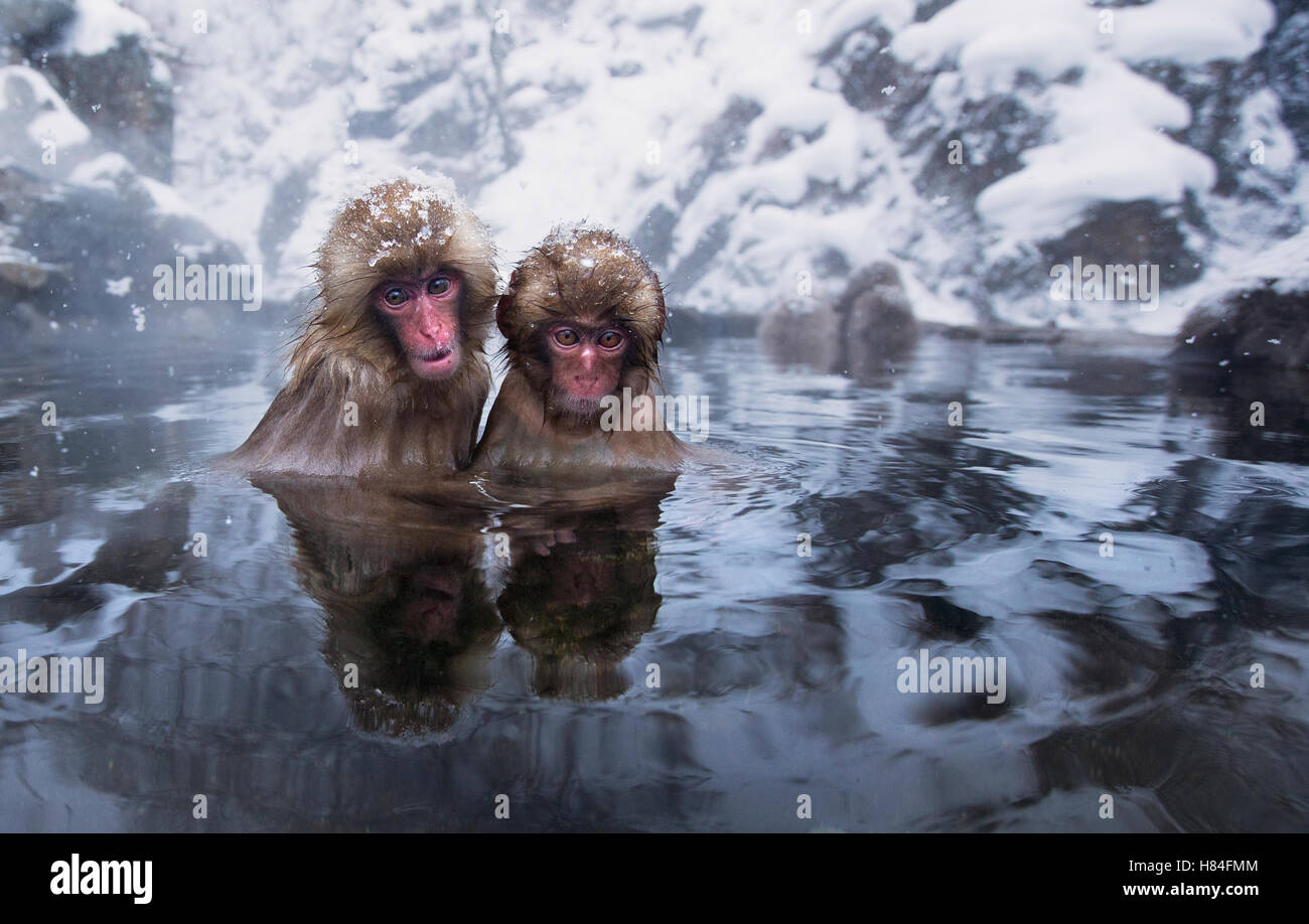 Japanese Macaque (Macaca fuscata) juveniles in a geothermal spring ...