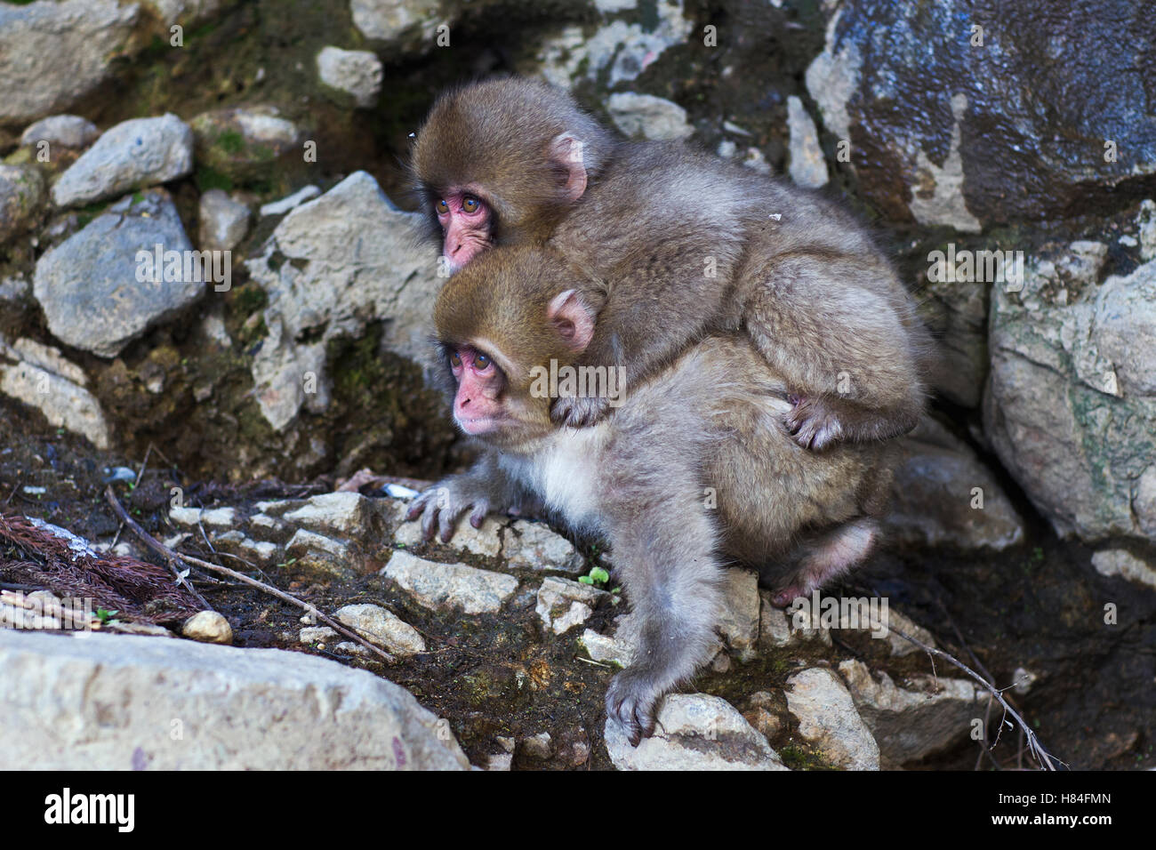 Japanese Macaque (Macaca fuscata) babies playing, Jigokudani Monkey Park, Japan Stock Photo - Alamy