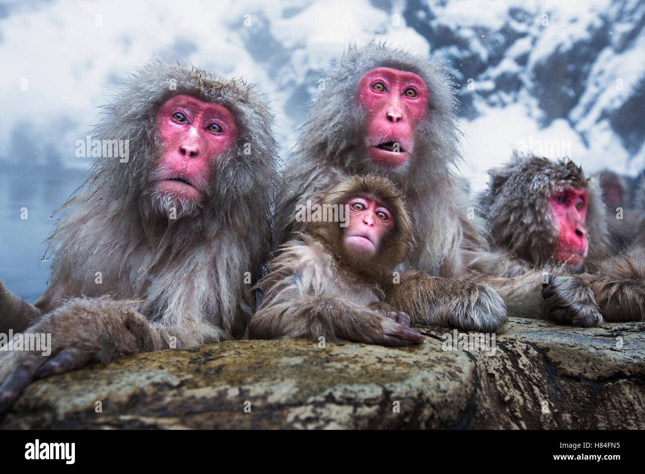 Japanese Macaque (Macaca fuscata) group resting at edge of geothermal ...
