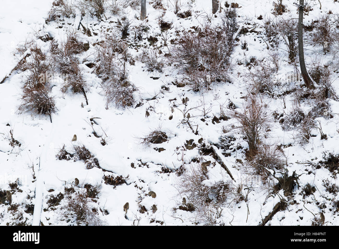 Japanese Macaque (Macaca fuscata) colony among trees in a snowy ...