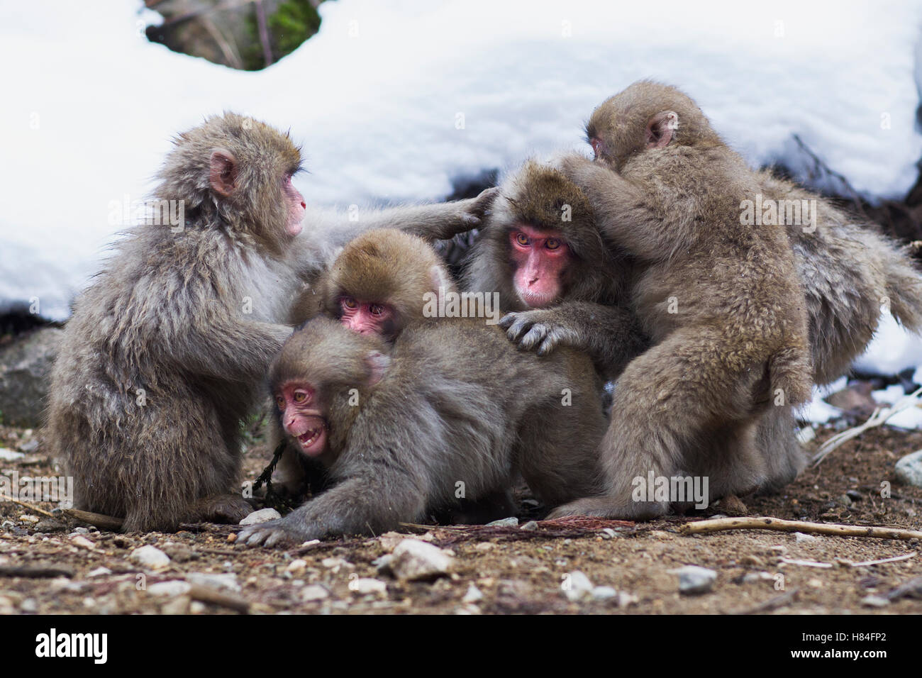 Japanese Macaque (Macaca fuscata) juveniles playing, Jigokudani Monkey ...