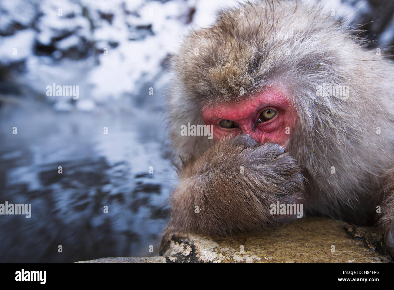 Japanese Macaque (Macaca fuscata) male resting at edge of geothermal ...