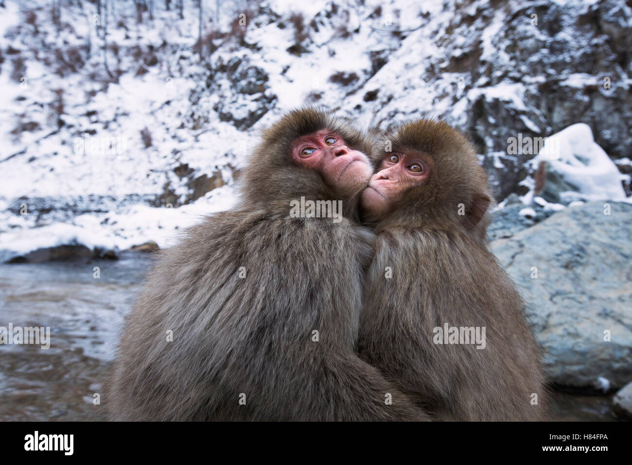 Japanese Macaque (Macaca fuscata) juveniles huddling together for ...