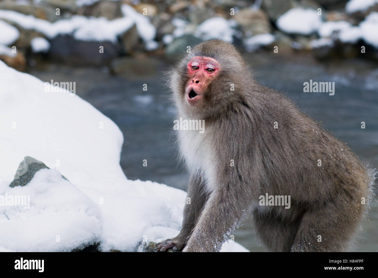 Japanese Macaque (Macaca fuscata) showing aggressive behavior ...
