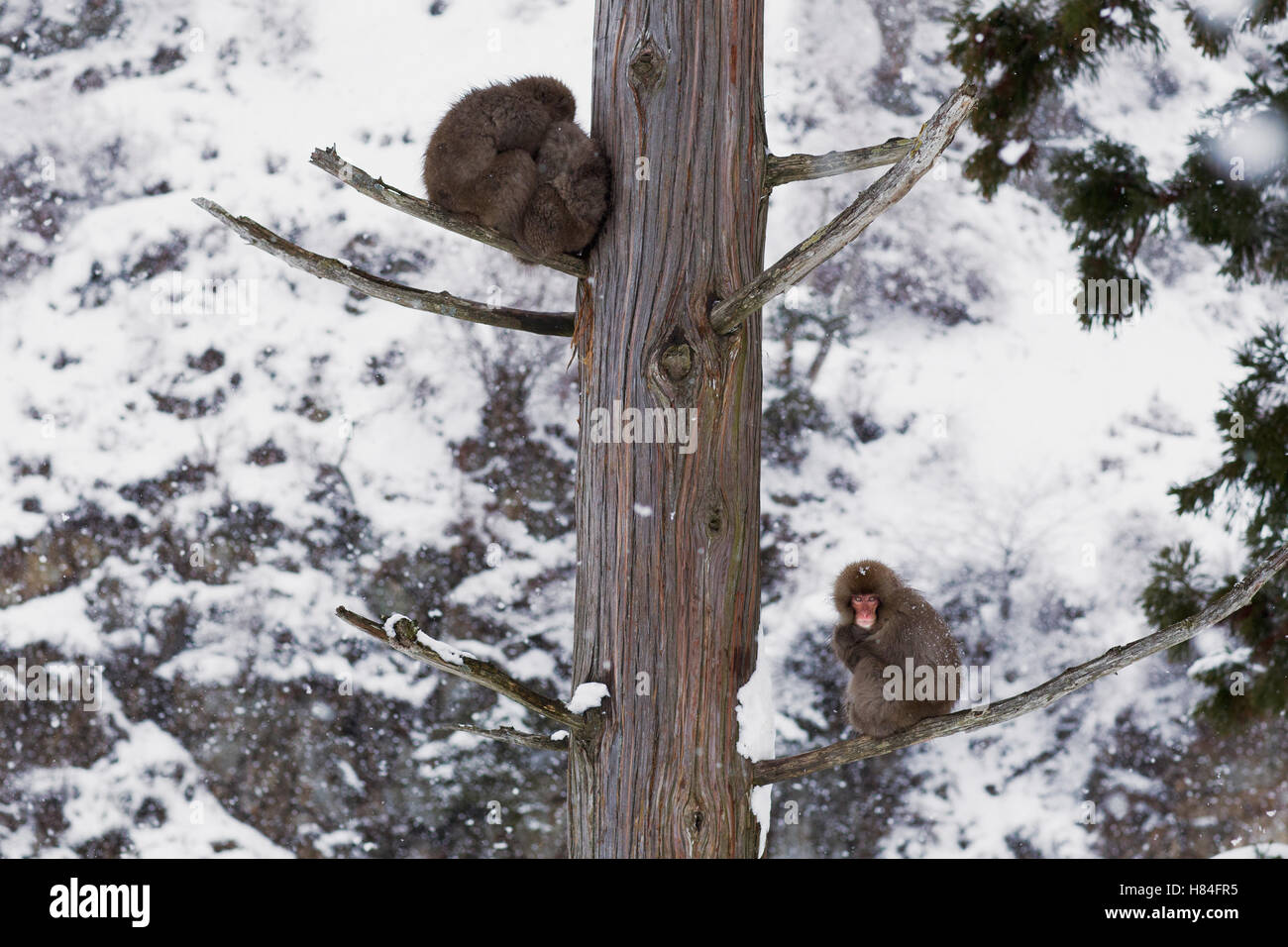 Japanese Macaque (Macaca fuscata) trio sitting in a pine tree ...