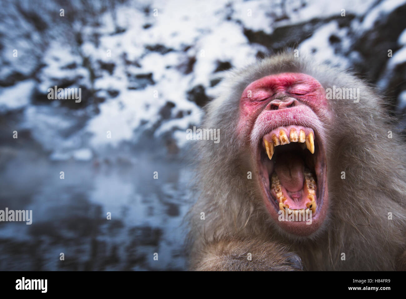 Japanese Macaque (Macaca fuscata) male yawning while resting at edge of ...