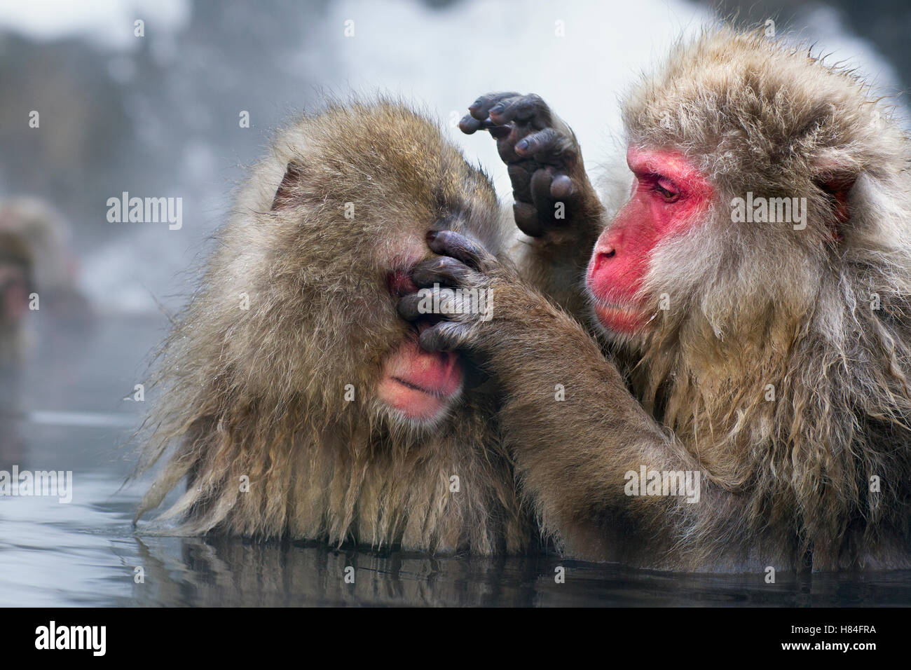 Japanese Macaque (Macaca fuscata) females grooming in a geothermal ...