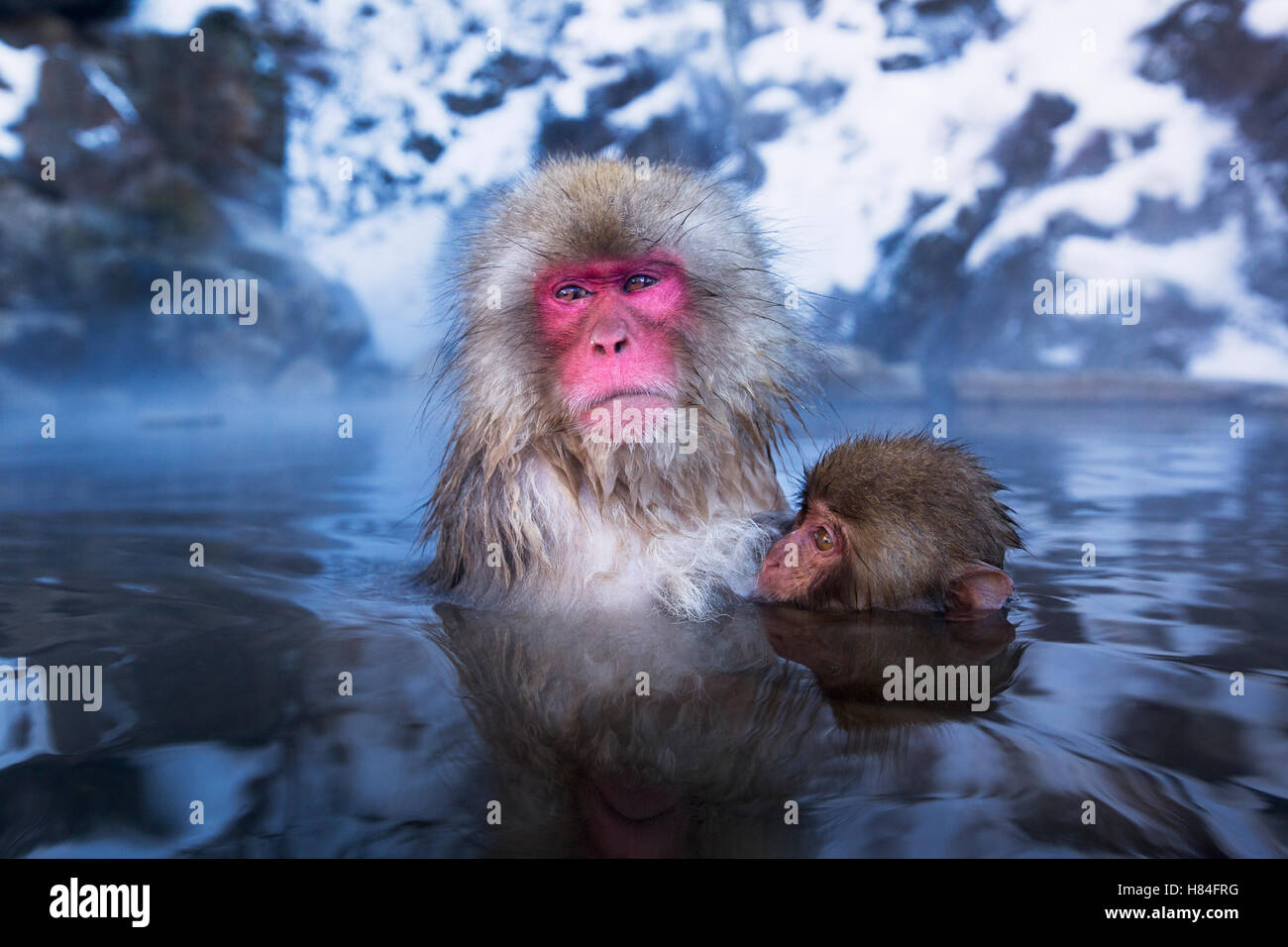 Japanese Macaque (Macaca fuscata) female and baby in a geothermal ...