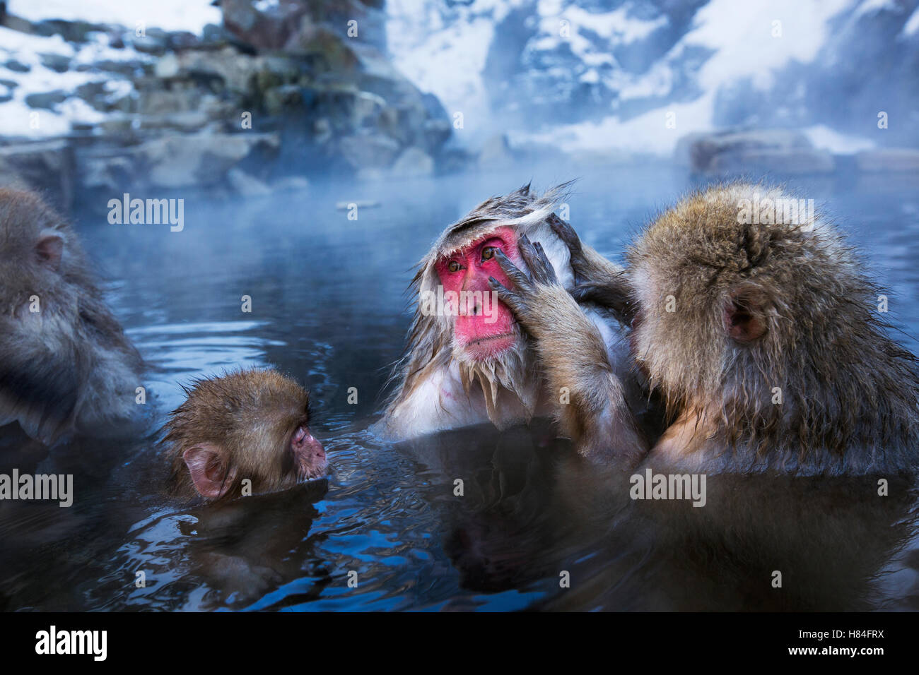 Japanese Macaque (Macaca fuscata) group grooming in a geothermal spring ...