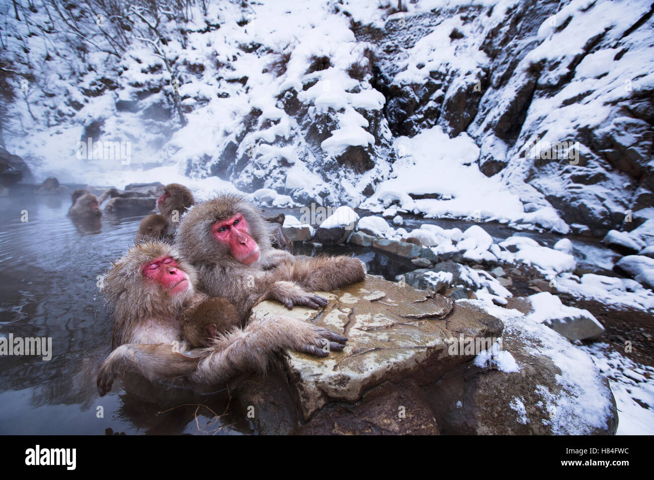 Japanese Macaque (Macaca fuscata) pair in a geothermal spring ...