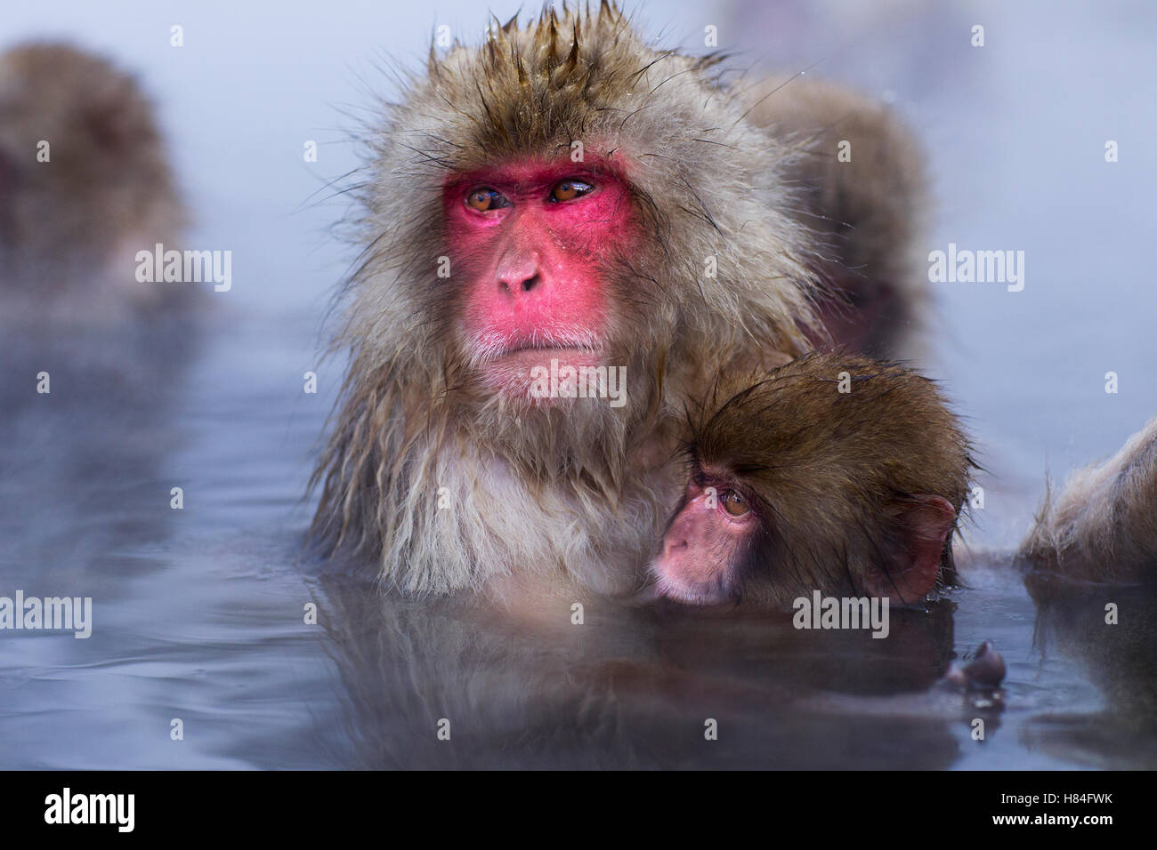 Japanese Macaque (Macaca fuscata) female and nursing baby in a ...