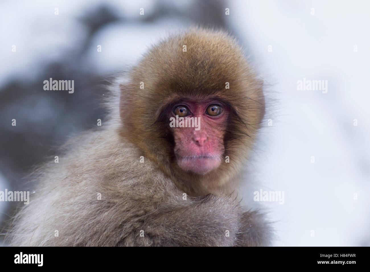 Japanese Macaque (Macaca fuscata) juvenile, Jigokudani Monkey Park ...