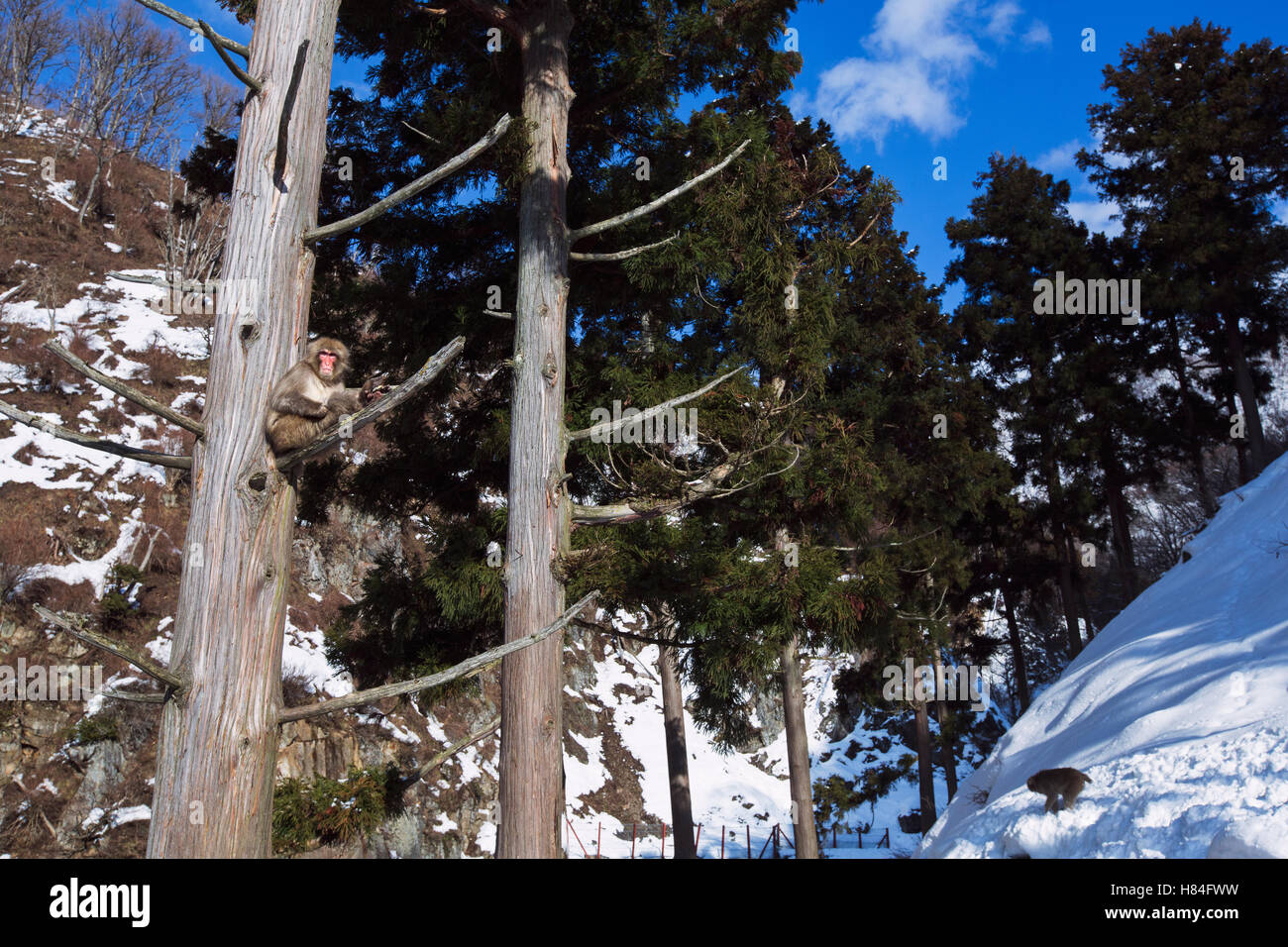 Japanese Macaque (Macaca fuscata) sitting in a pine tree, Jigokudani ...
