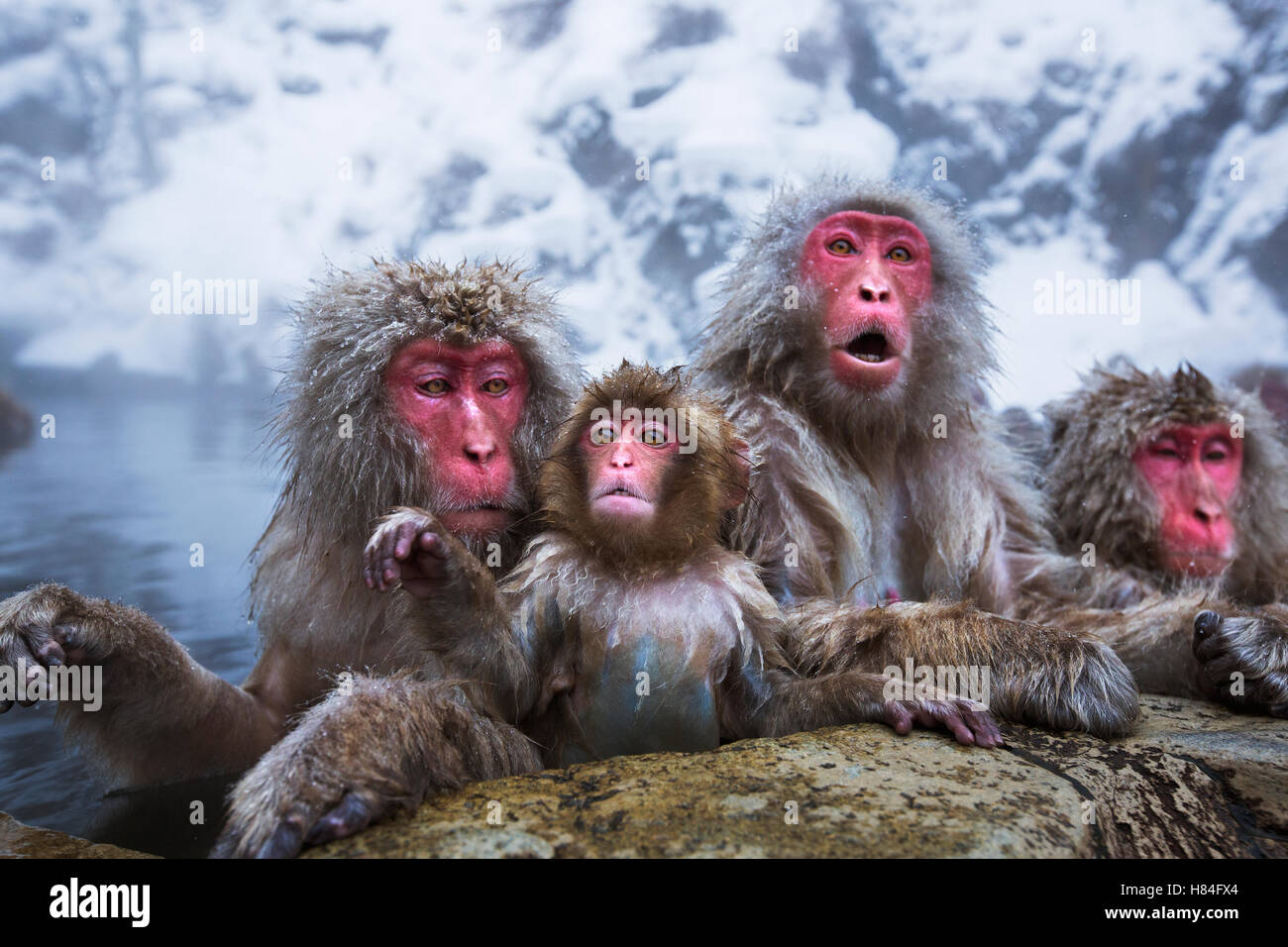 Japanese Macaque (Macaca fuscata) group resting at edge of geothermal ...