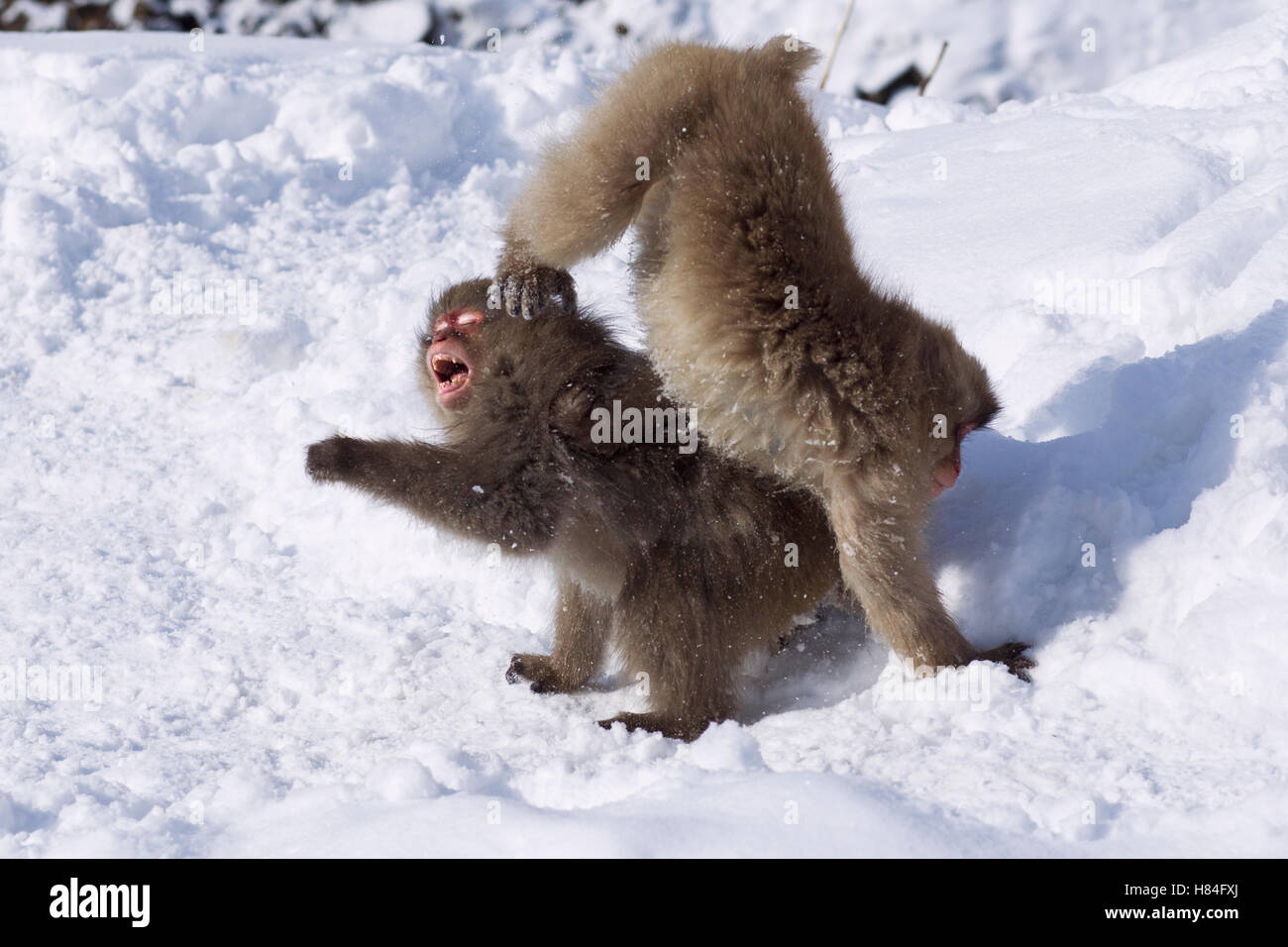 Japanese Macaque (Macaca fuscata) juveniles playing in snow, Jigokudani ...