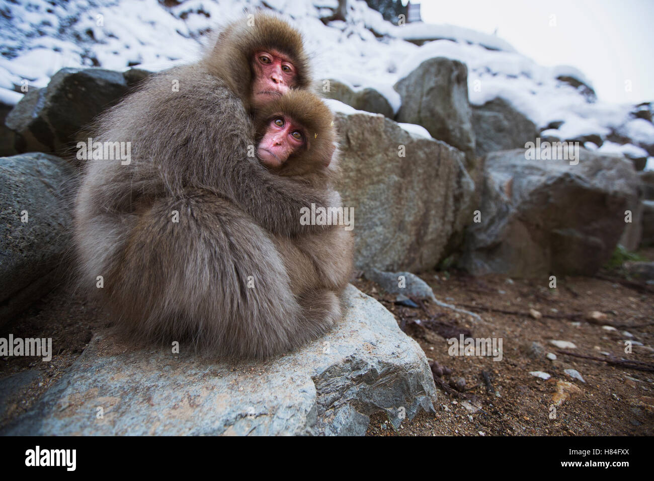 Japanese Macaque (Macaca fuscata) female and baby huddling together for ...