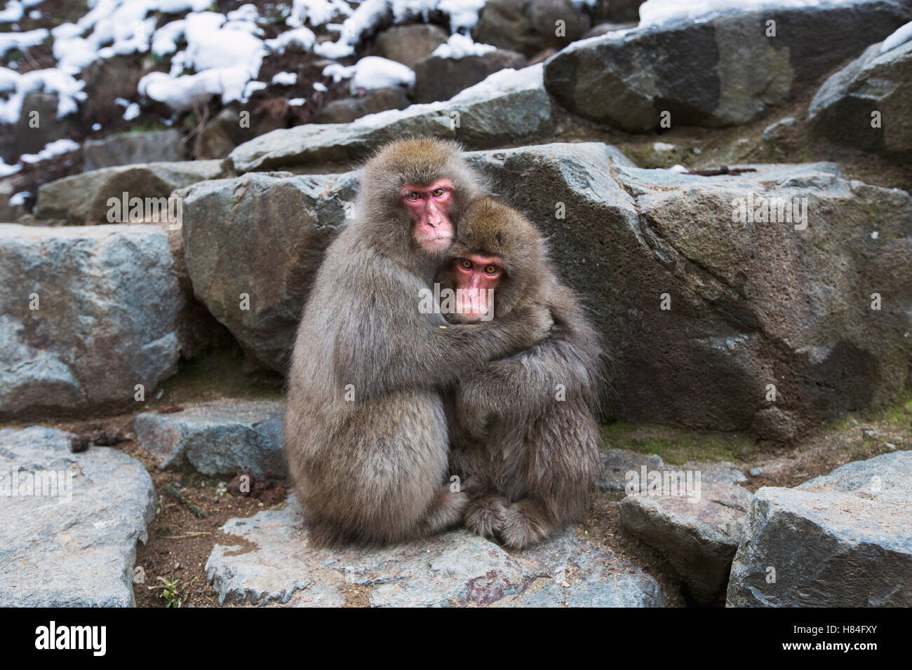 Japanese Macaque (Macaca fuscata) pair huddling together for warmth ...