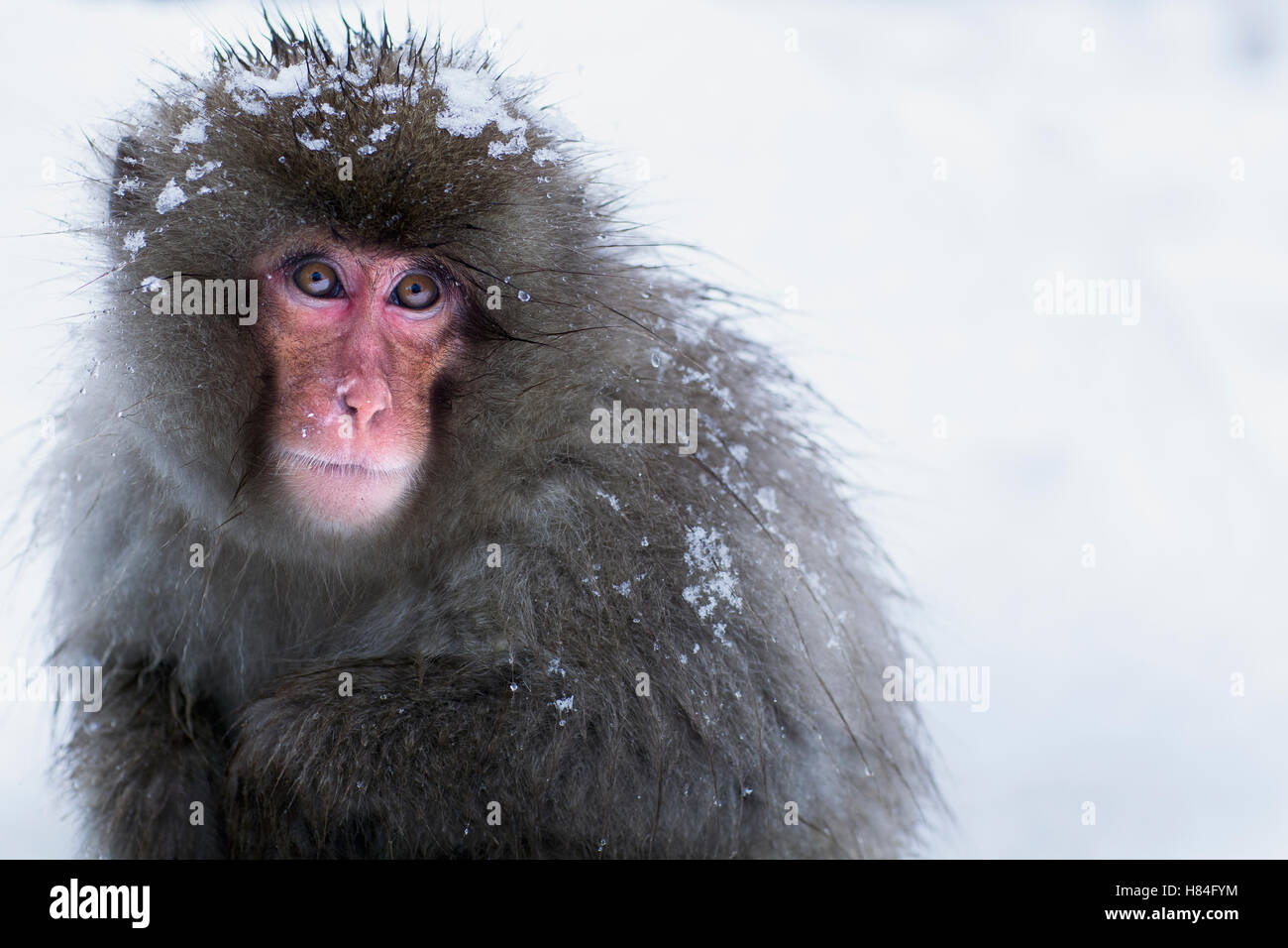 Japanese Macaque (Macaca fuscata) in snow, Jigokudani Monkey Park ...