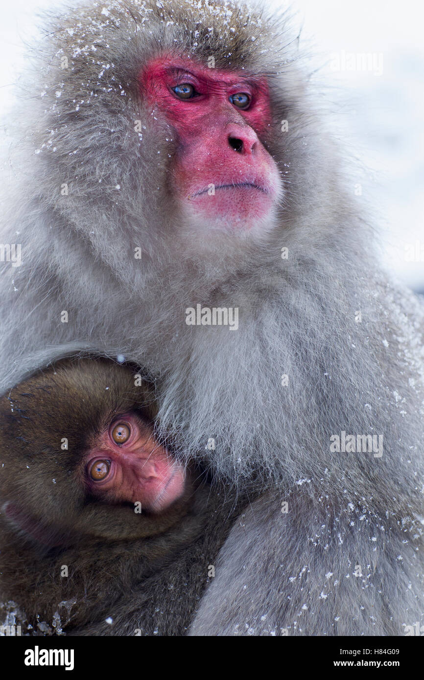 Japanese Macaque (Macaca fuscata) female holding her baby, Jigokudani ...