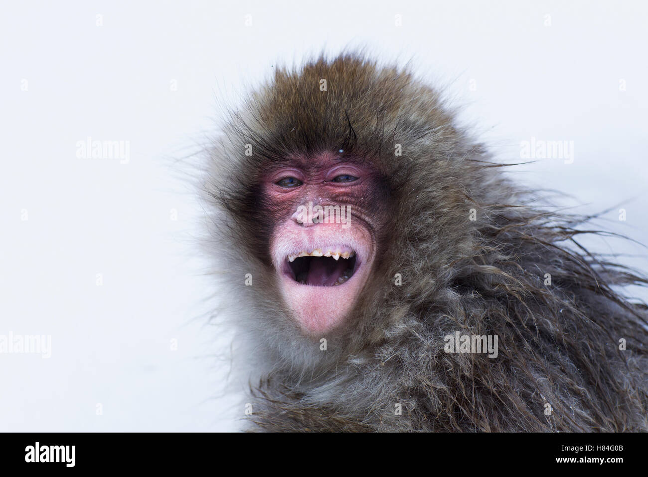 Japanese Macaque (Macaca fuscata) juvenile yawning, Jigokudani Monkey ...