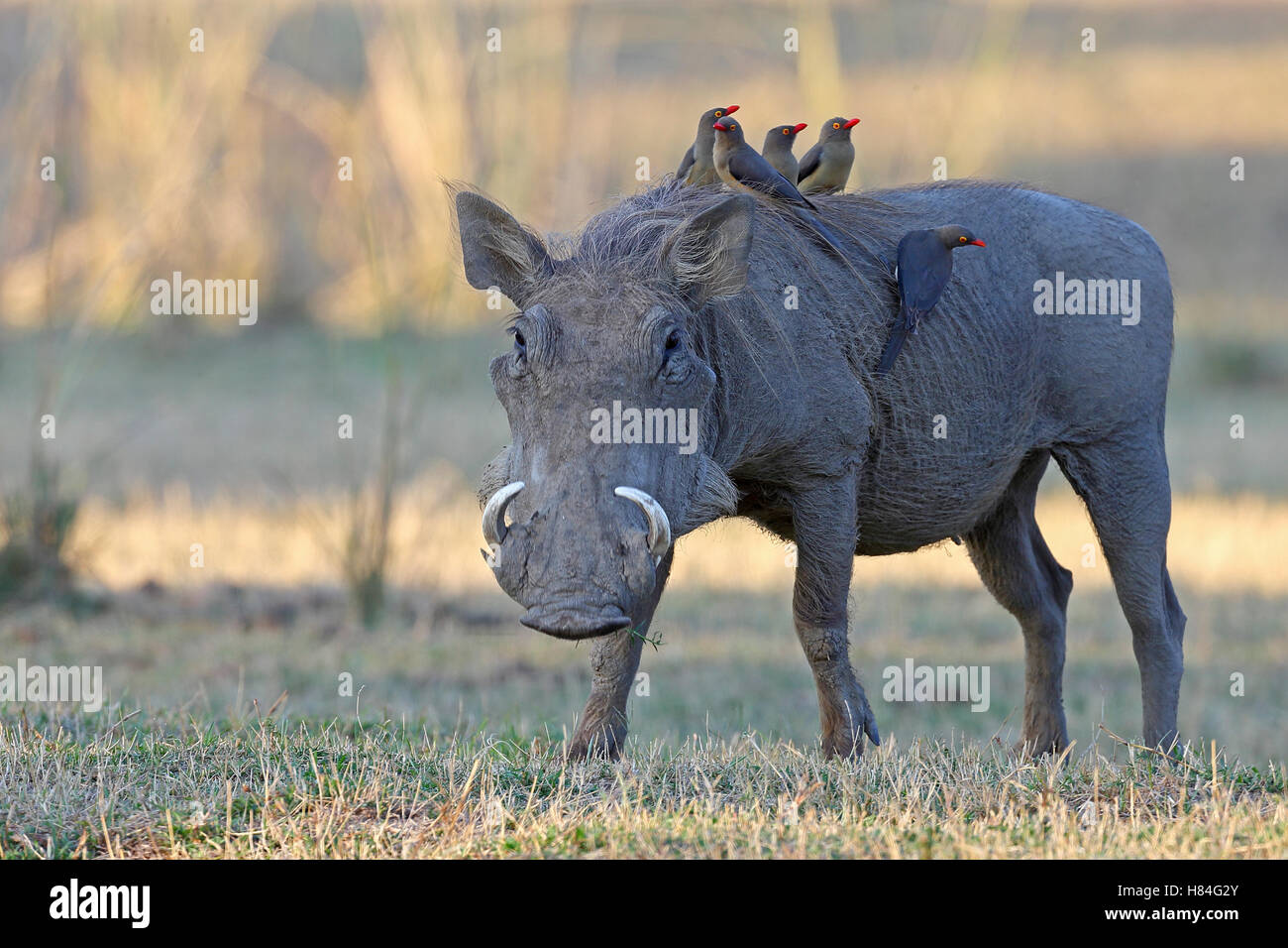 Yellow-billed Oxpecker (Buphagus africanus) group on Warthog ...