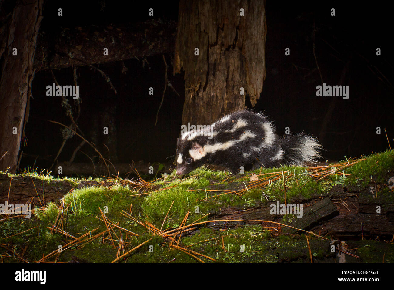 Western Spotted Skunk (Spilogale gracilis) on log, Umpqua National ...