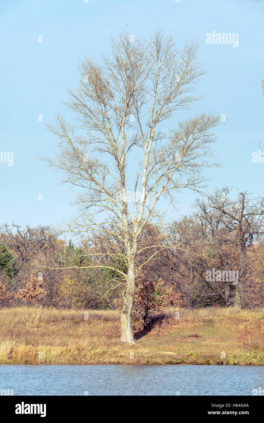 View of a white poplar tree close to the Dnieper river in autumn Stock ...