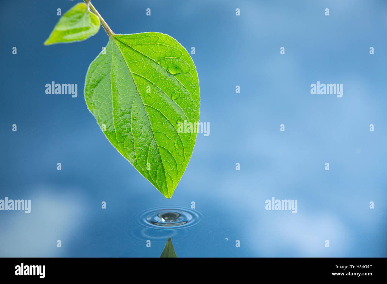 Leaf and reflection in clear water dripping water. Sequence 2 of 3 ...