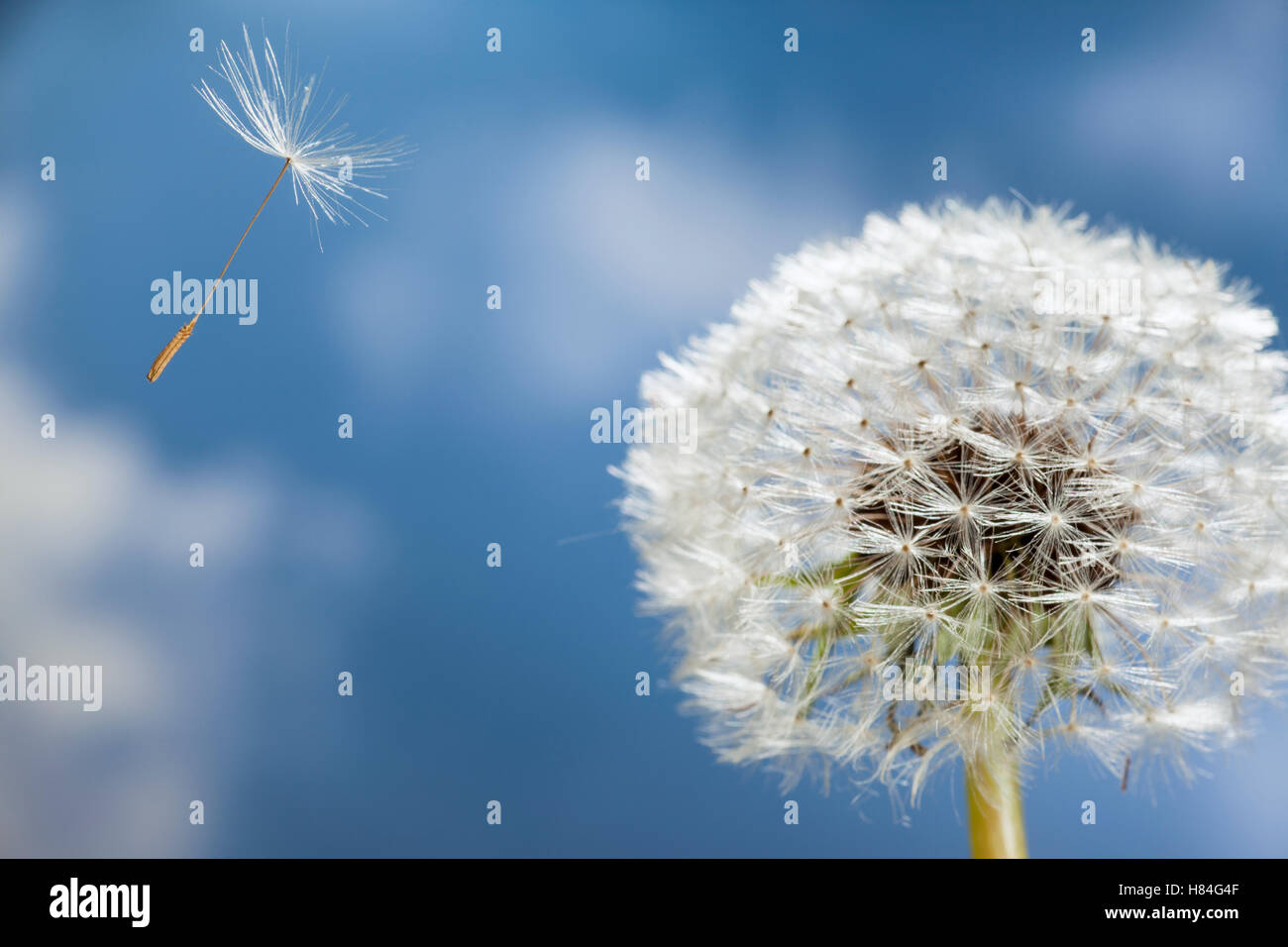 Dandelion (Taraxacum officinale) seed being dispersed by wind, Oregon ...