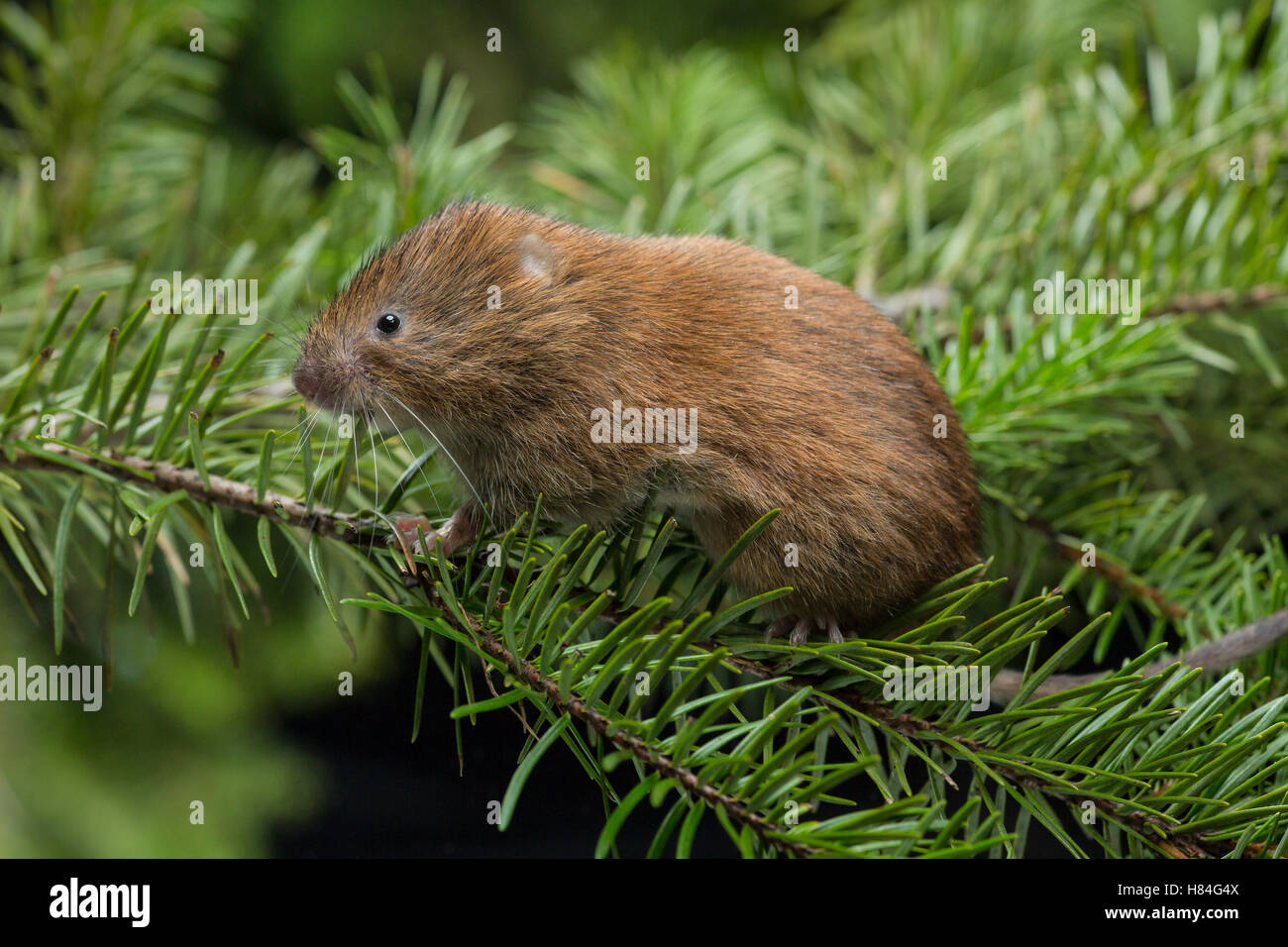 Red Tree Vole (Arborimus longicaudus) female among Douglas-fir (Pseudotsuga menziesii) needles ...
