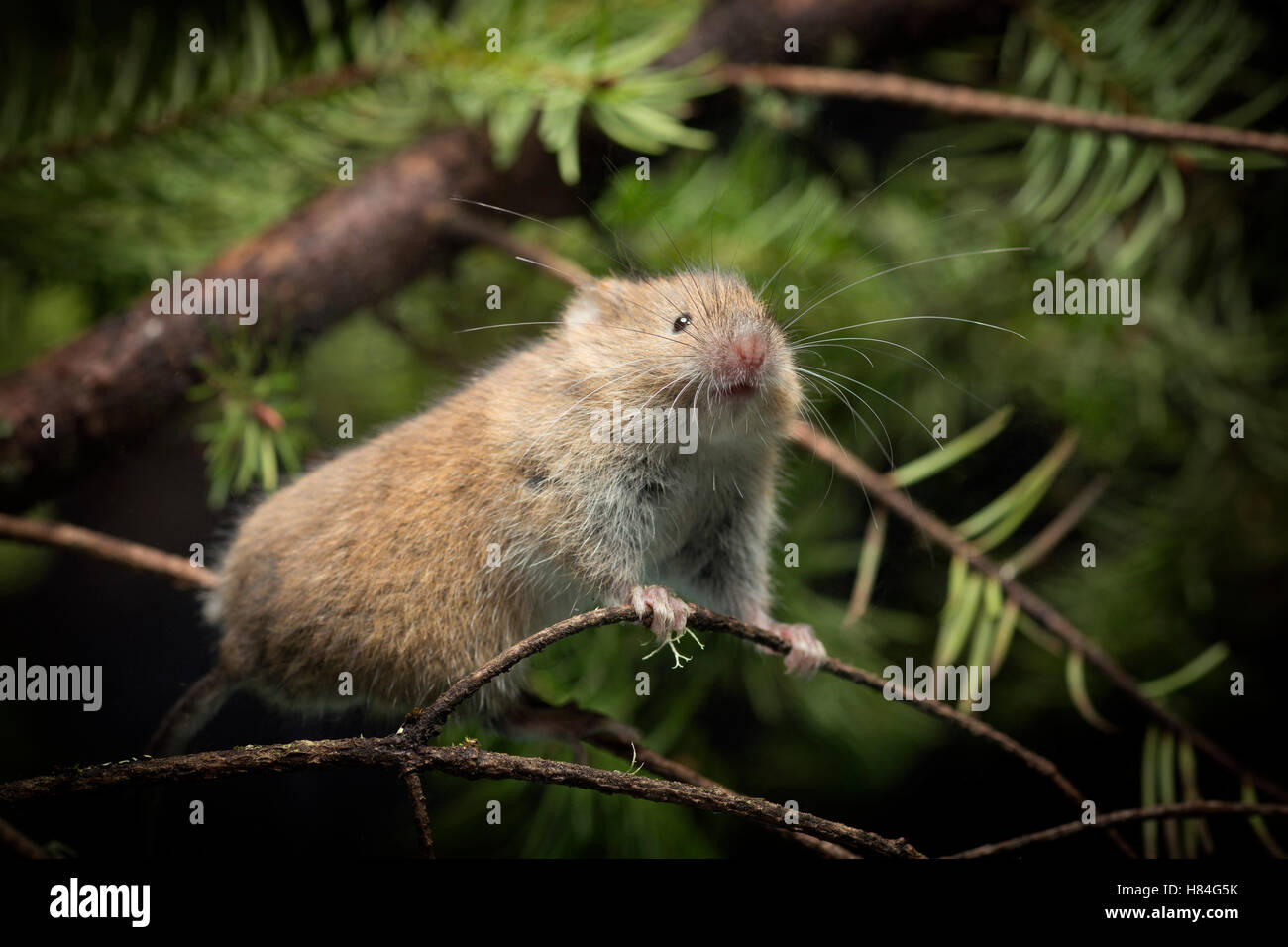 Red Tree Vole (Arborimus longicaudus) male among Douglas-fir ...