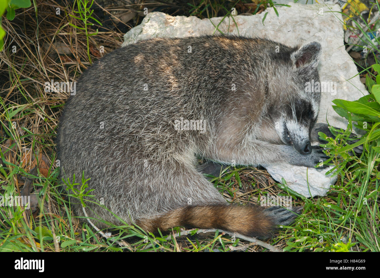 Pygmy Raccoon (Procyon pygmaeus) sleeping on garbage, Cozumel Island ...