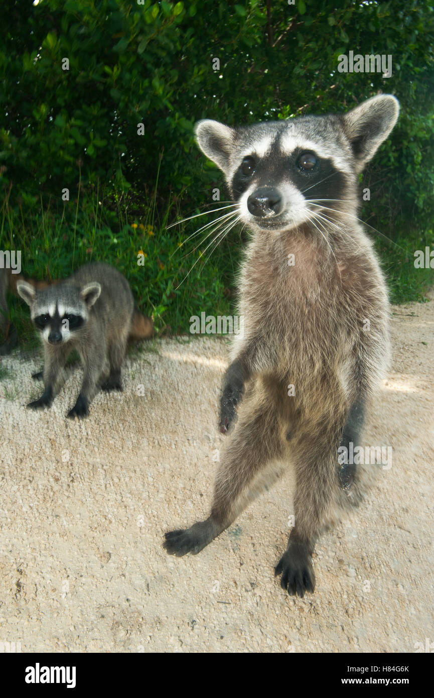 Pygmy Raccoon (Procyon pygmaeus) pair investigating camera, Cozumel ...