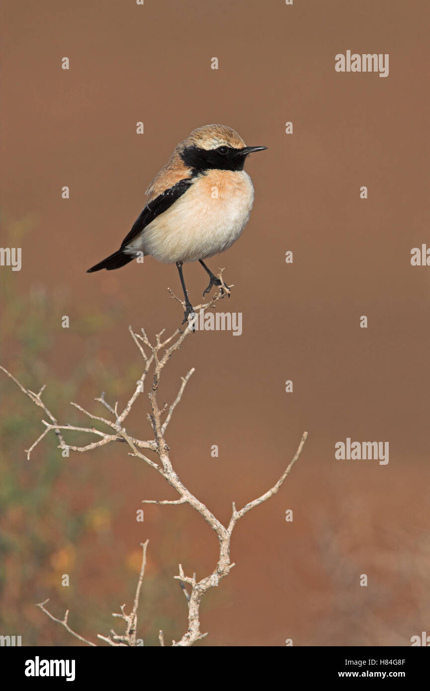 Desert Wheatear (Oenanthe deserti), Morocco Stock Photo - Alamy