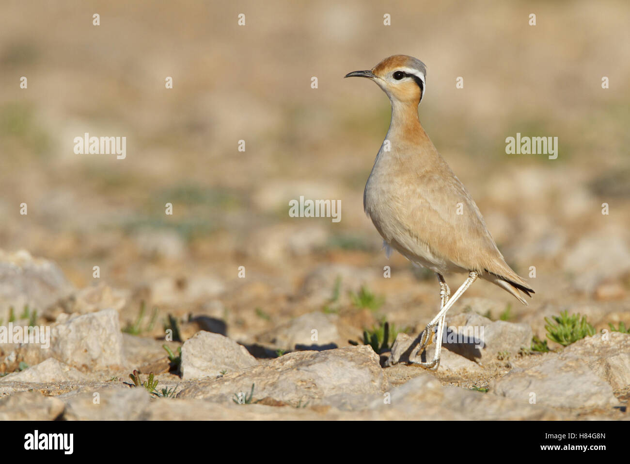 Cream-colored Courser (Cursorius cursor), Greece Stock Photo - Alamy