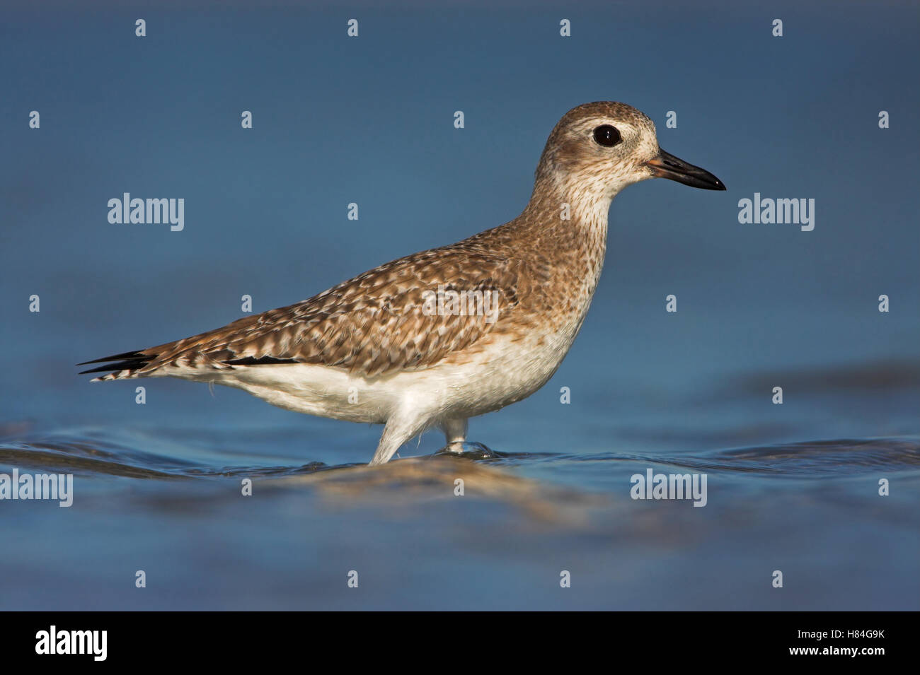 Black-bellied Plover (Pluvialis squatarola) wading, Florida Stock Photo ...