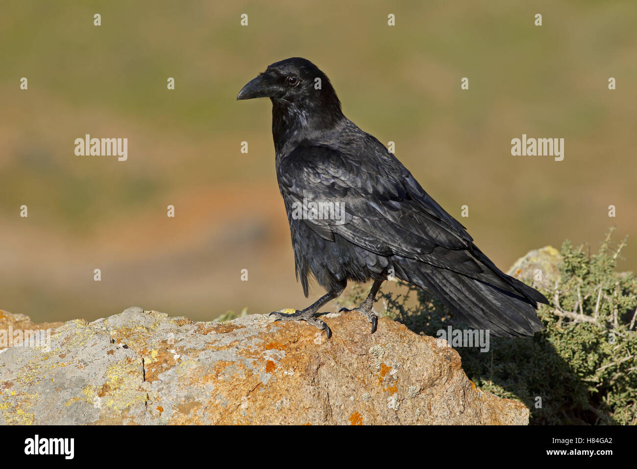 Canary Island Raven (Corvus corax tingitanus), Canary Islands, Spain ...