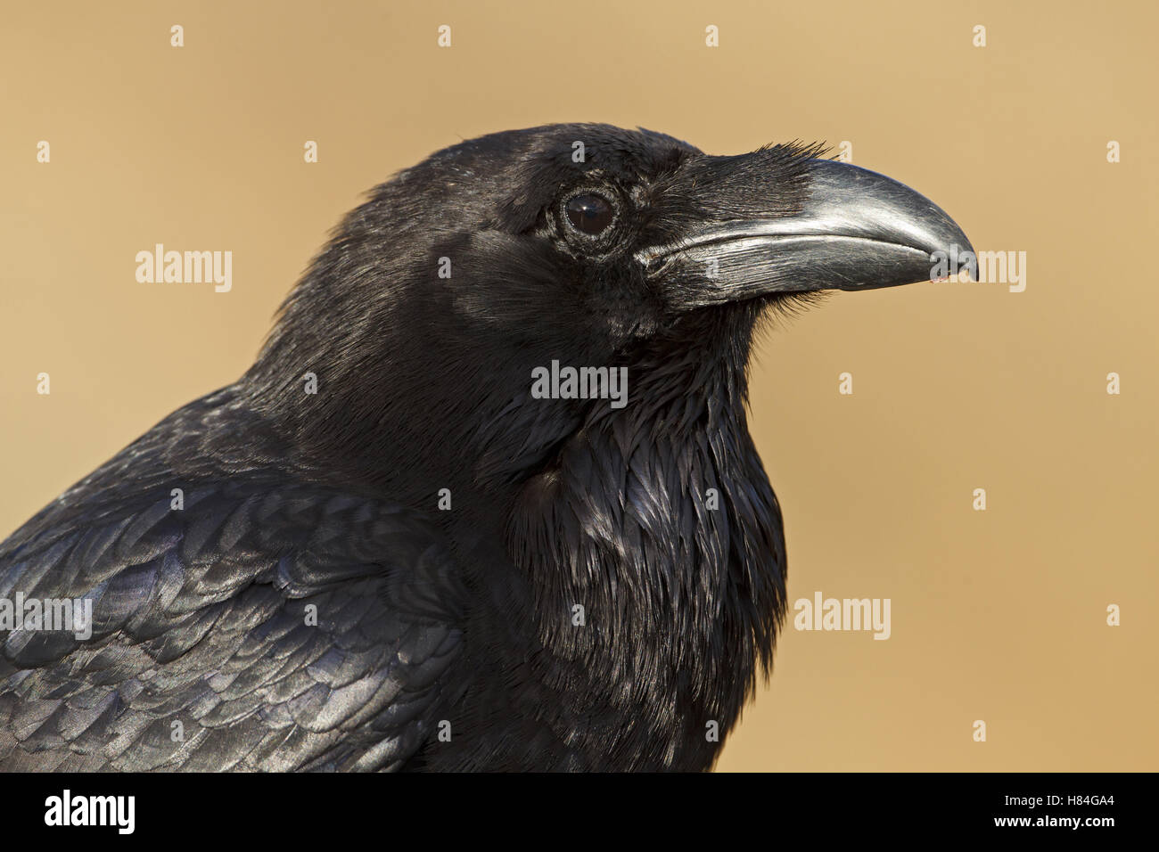Canary Island Raven (Corvus corax tingitanus), Canary Islands, Spain ...