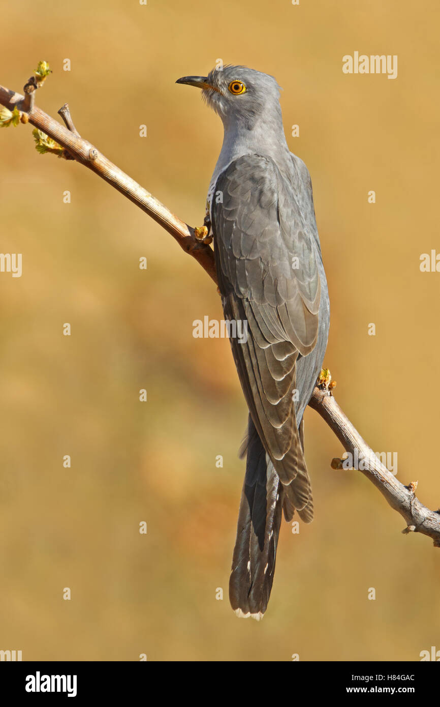 Common Cuckoo (Cuculus canorus) male, Germany Stock Photo - Alamy