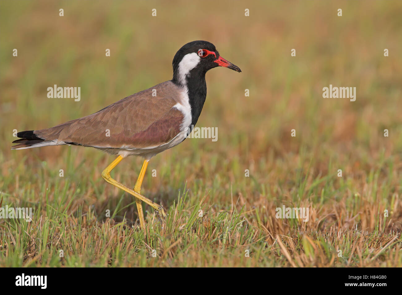 Red-wattled Lapwing (Vanellus indicus), Sohar, Oman Stock Photo - Alamy