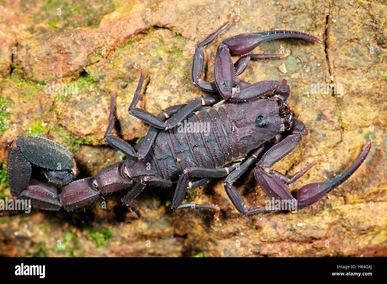 Thick-tailed Scorpion (Tityus pachyurus) a venomous species, Sierra ...