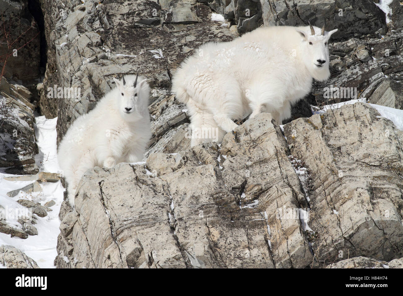 Mountain Goat (Oreamnos americanus) males on cliff face, Glacier ...